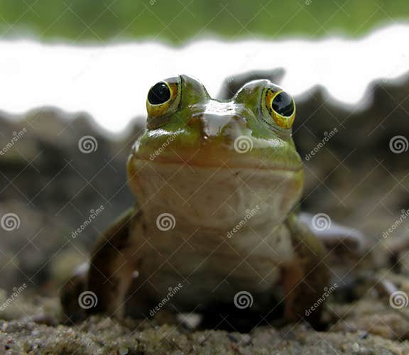 Smiling frog stock image. Image of watching, smile, sitting - 5473589