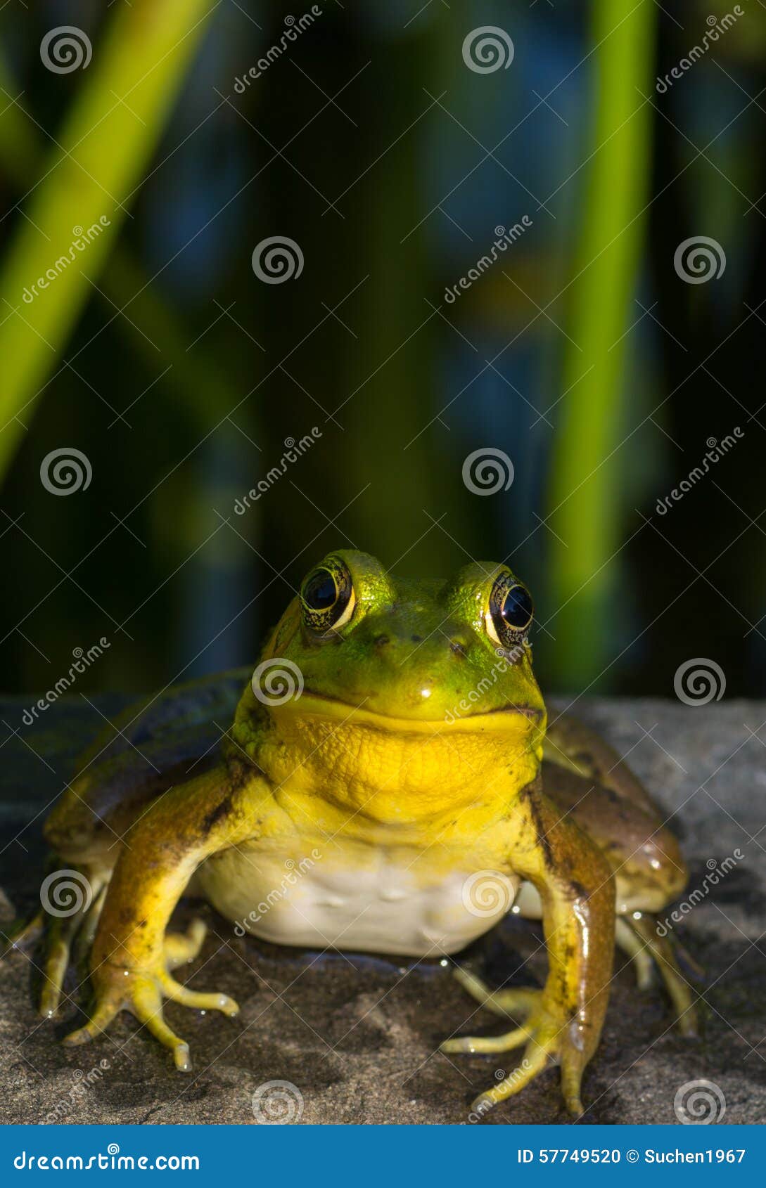 Smiling Frog Hugging Wall Stock Photo | CartoonDealer.com #123117534