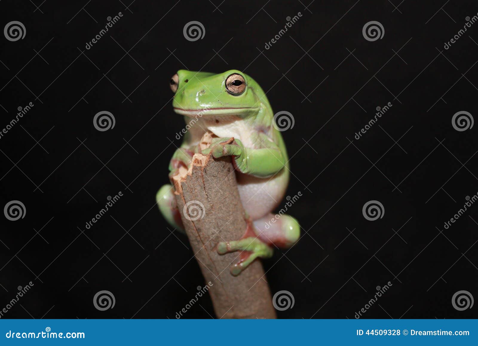 Smiling Frog 2 stock photo. Image of tree, stick, branch - 44509328