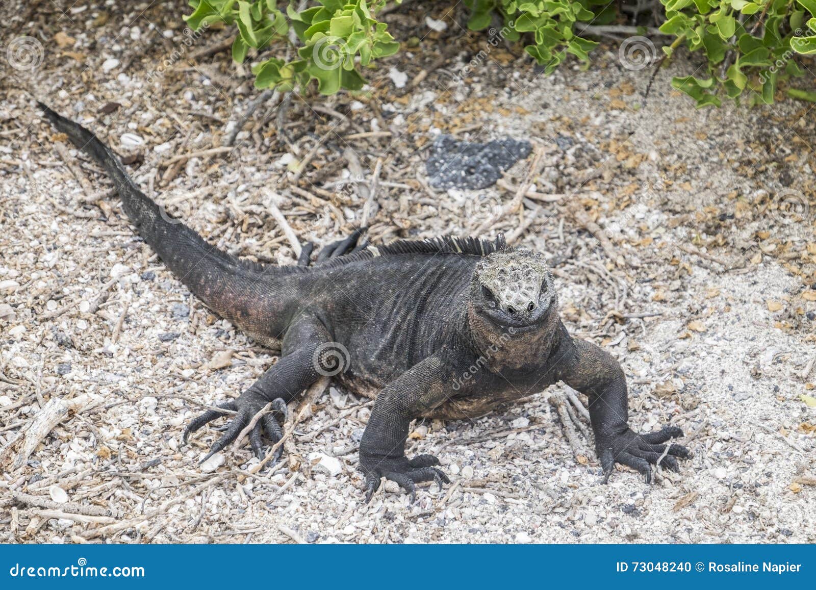 Smiling Galapagos iguana stock photo. Image of ecuador - 73048240