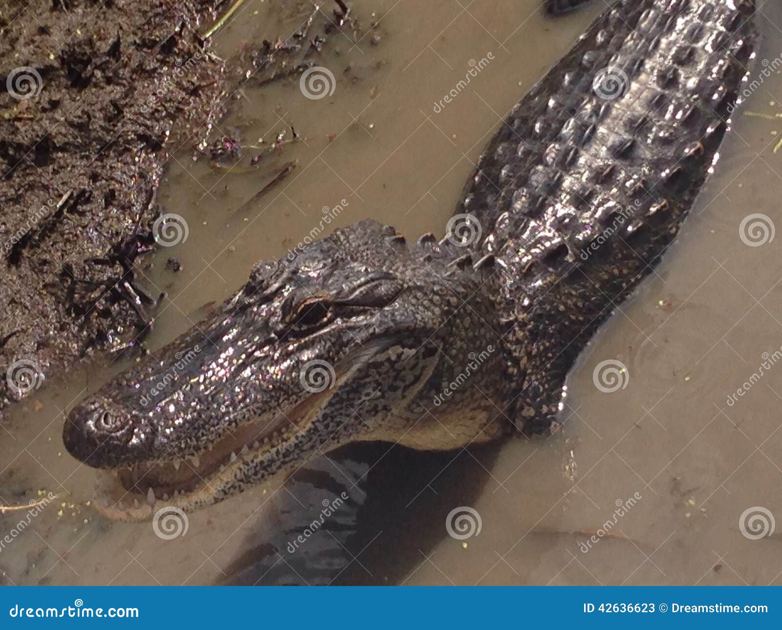 Smiling gator editorial stock photo. Image of nola, swamp - 42636623