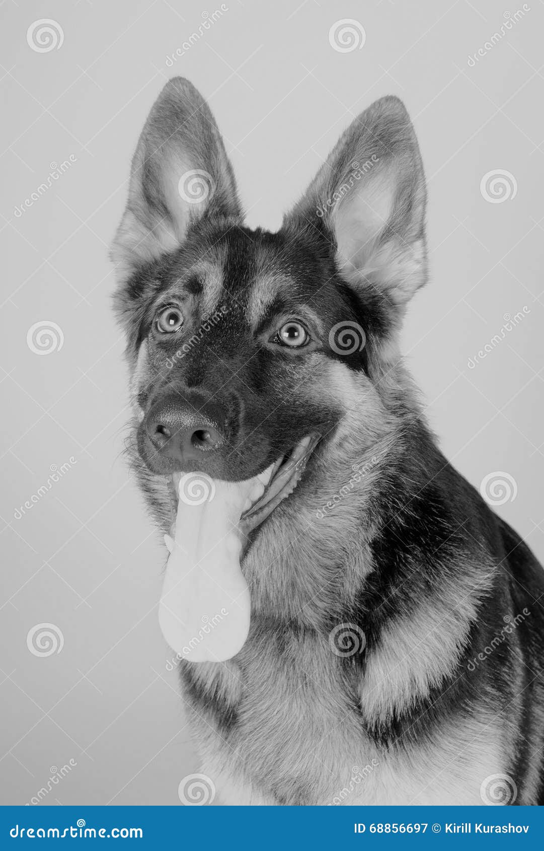 Smiling German shepherd stock image. Image of look, happy - 68856697