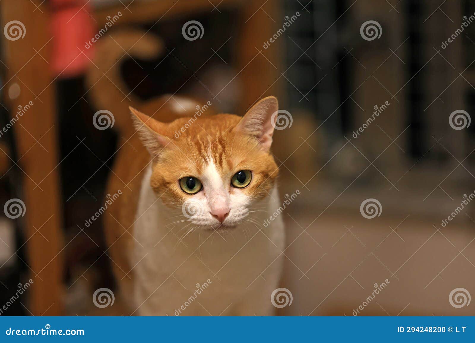 Smiling Ginger Cat is Looking at the Camera Stock Photo - Image of ...