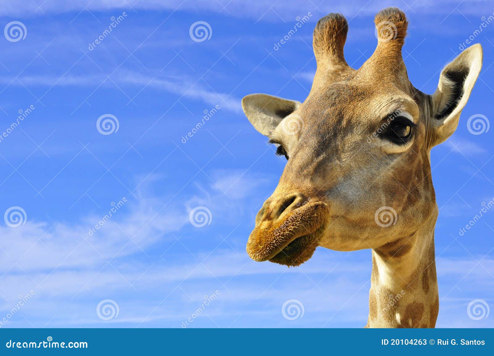 Smiling Giraffe stock image. Image of blue, giraffe, safari - 20104263