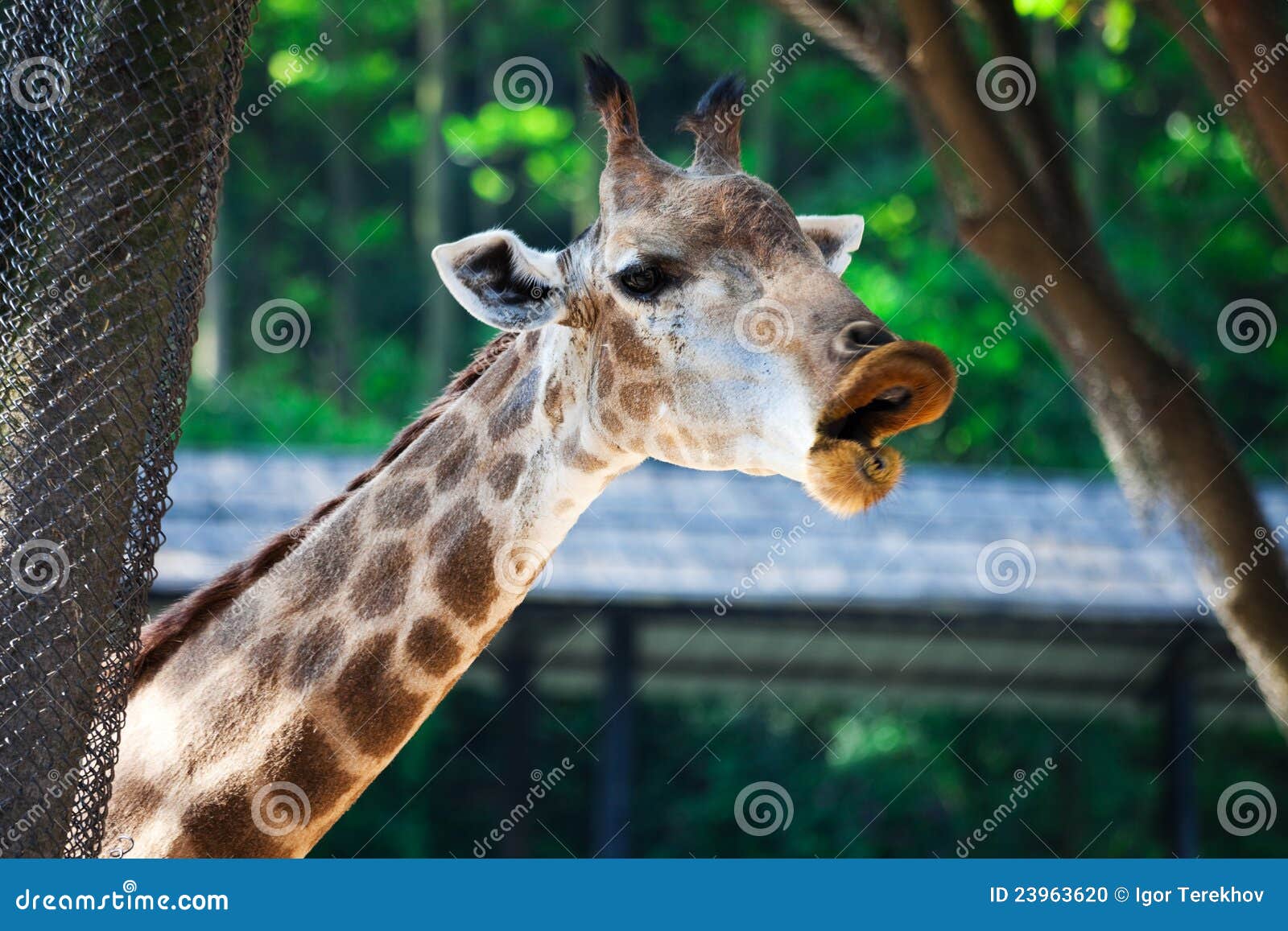 Smiling giraffe stock photo. Image of african, brown - 23963620