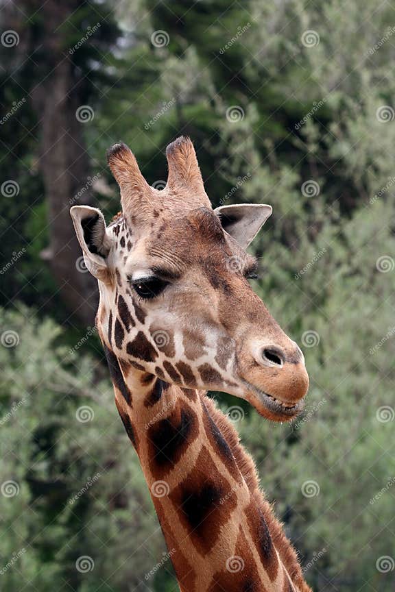 Smiling Giraffe stock photo. Image of savannah, reserve - 9423208