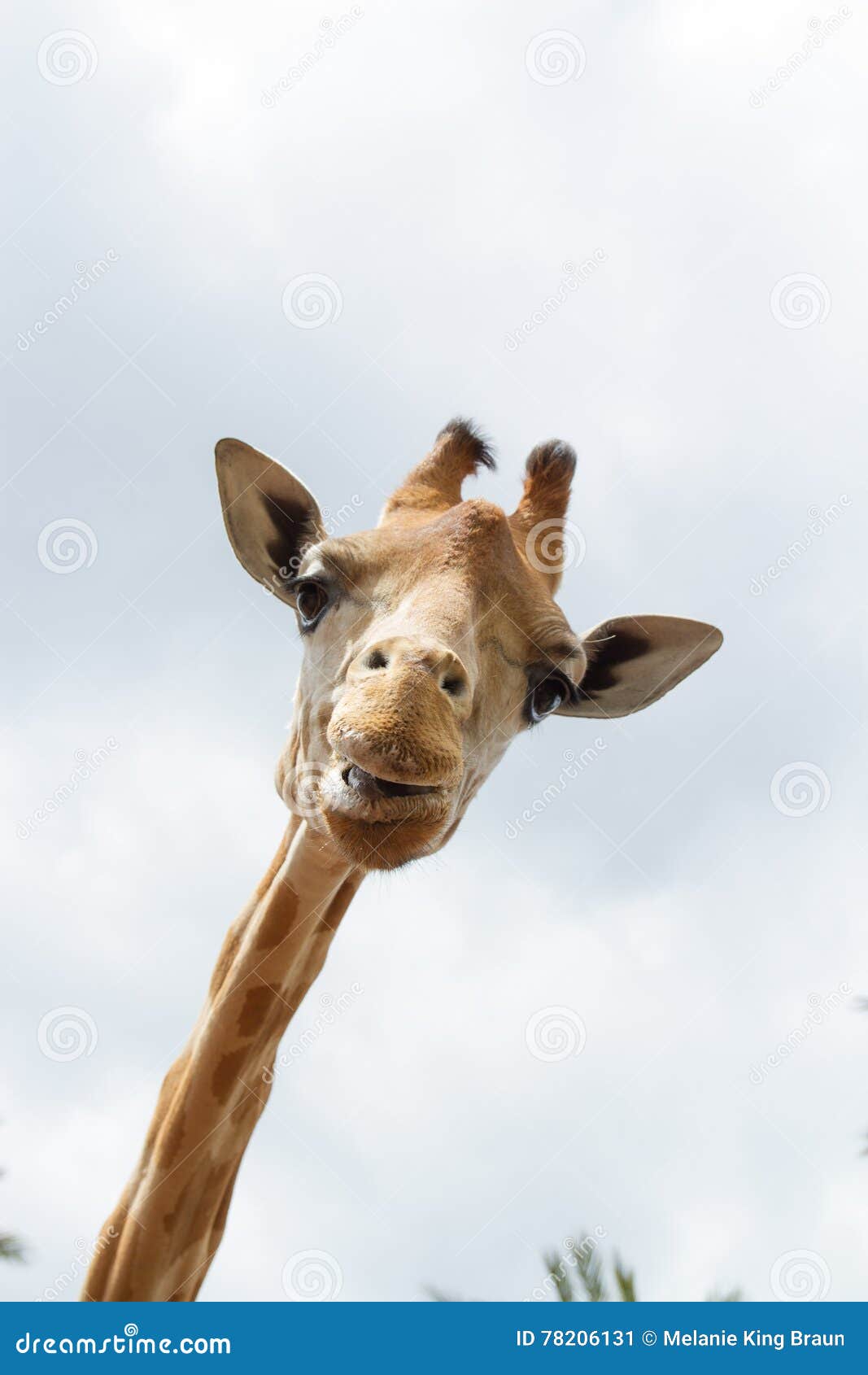 Smiling giraffe (giraffa) stock image. Image of face - 78206131