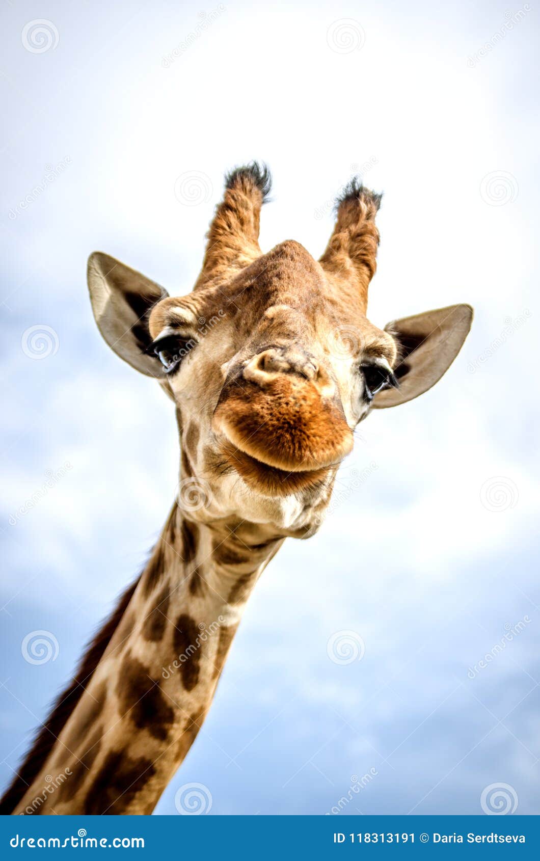 A Smiling Giraffe is Looking at the Camera. Stock Image - Image of ...