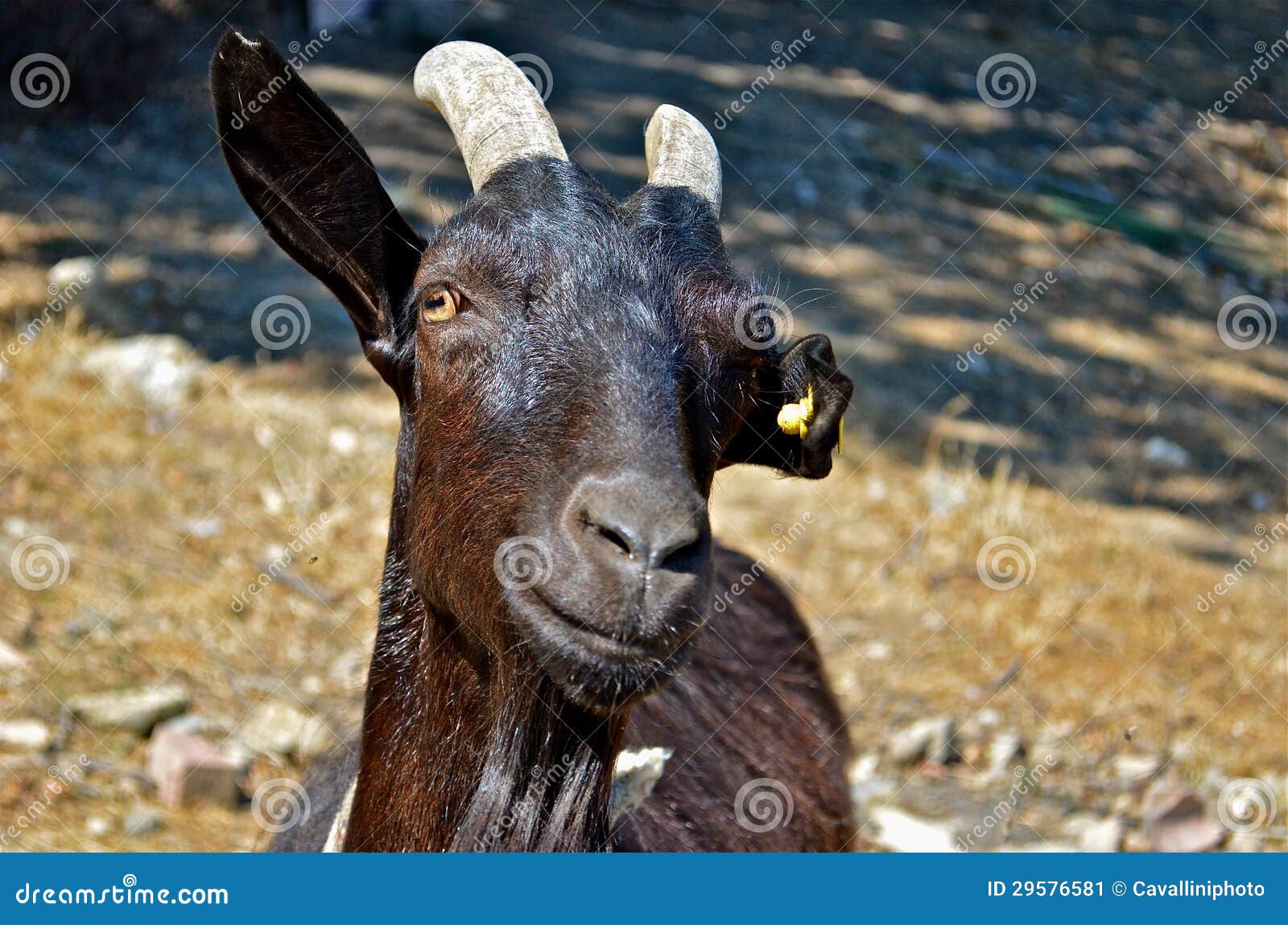 Smiling goat stock image. Image of horns, nanny, grazing - 29576581