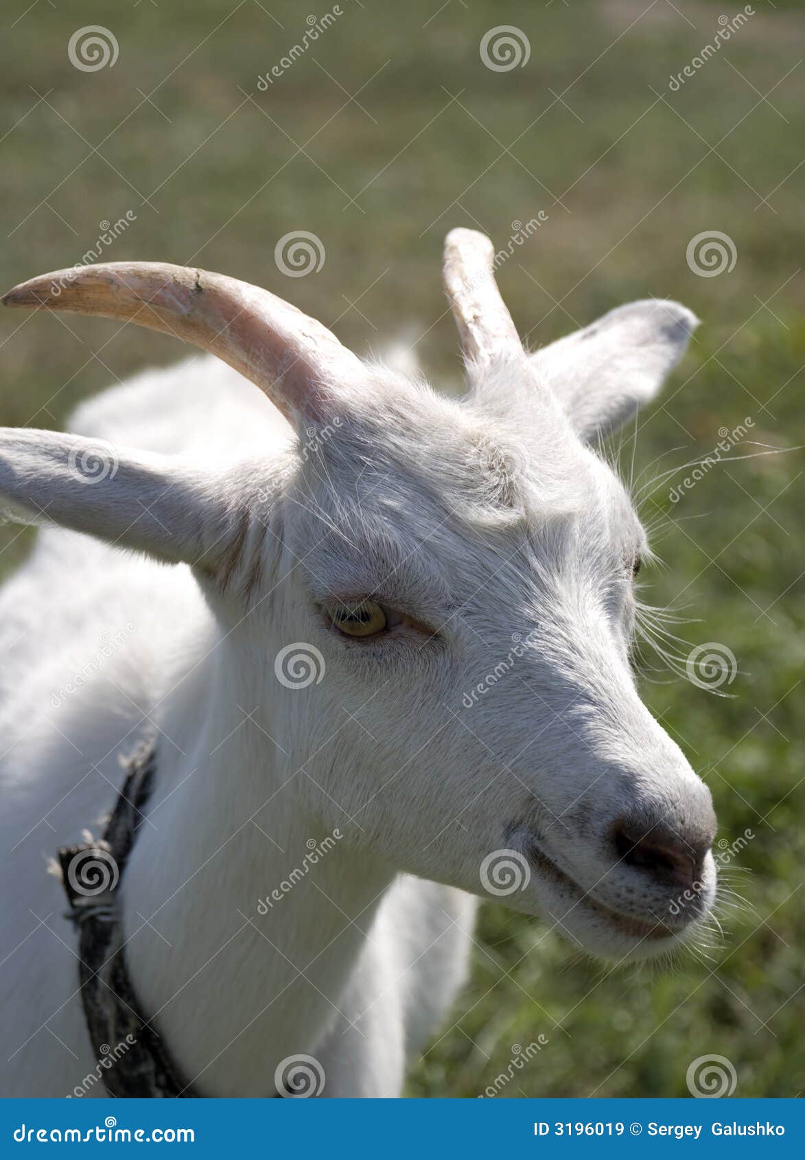 Goat Smiling