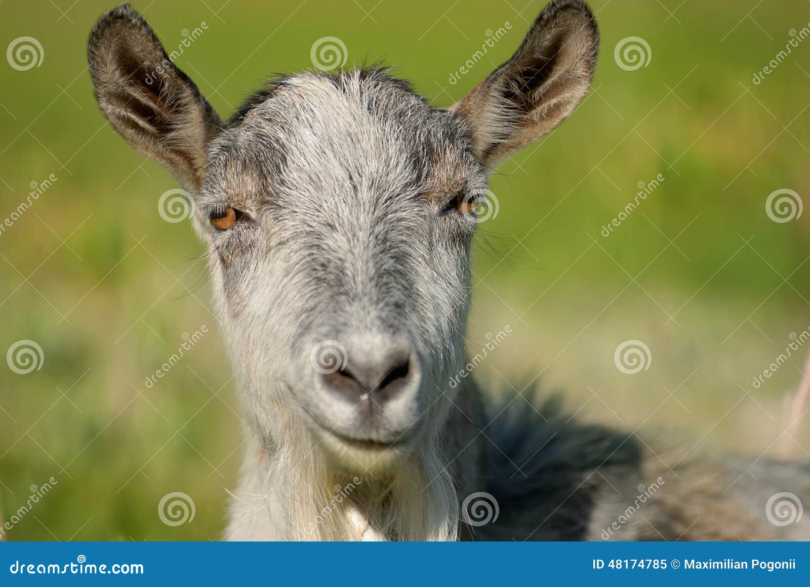 Smiling Goat Royalty-Free Stock Photo | CartoonDealer.com #98052009