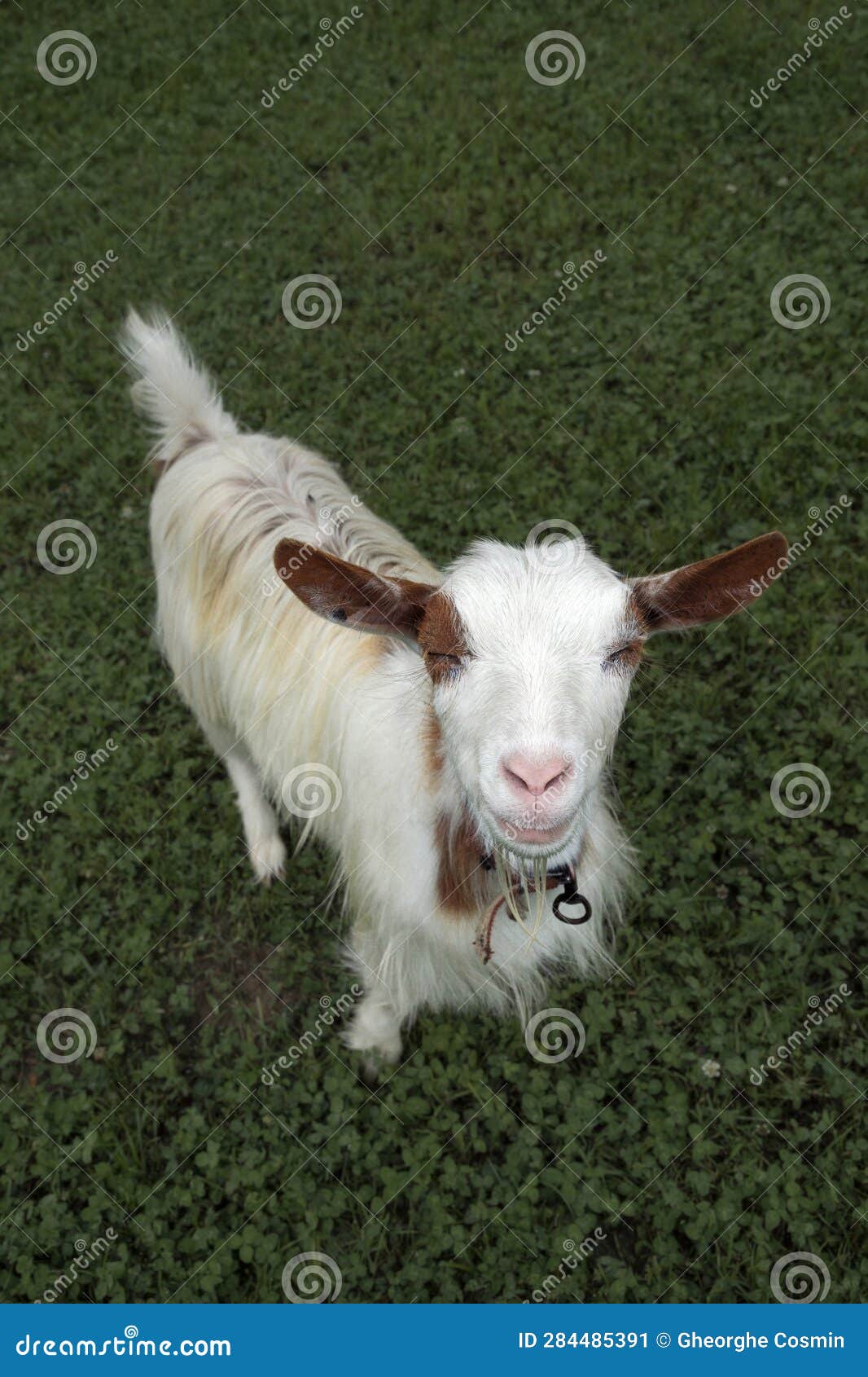 The smiling goat stock image. Image of sheep, grassland - 284485391