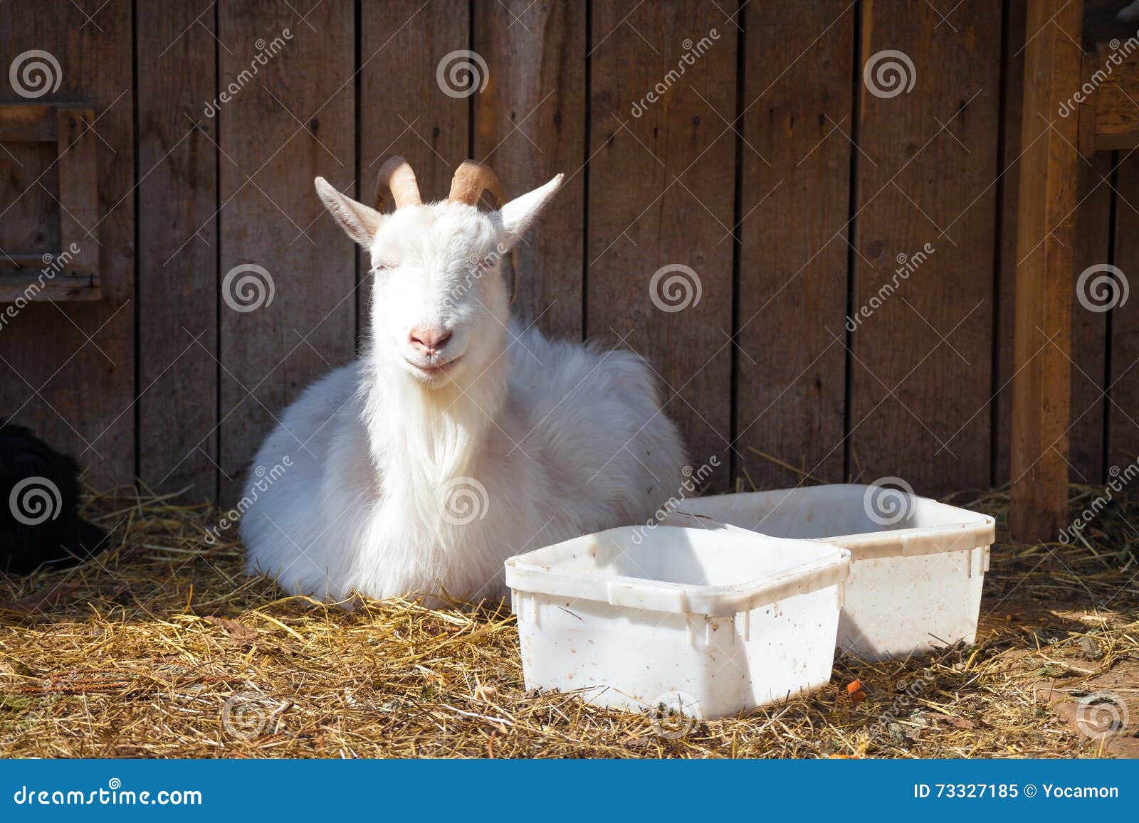 Smiling goat stock image. Image of rest, beard, agriculture - 73327185