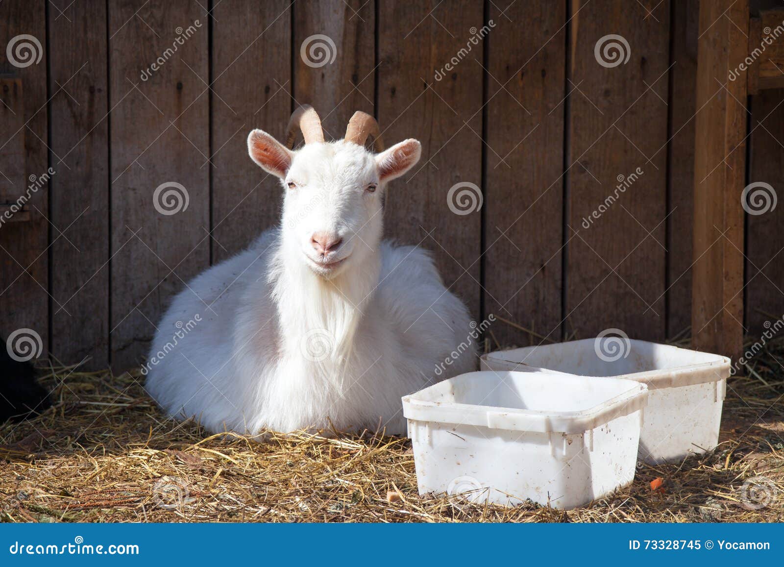 Smiling goat stock image. Image of white, grass, mammal - 73328745