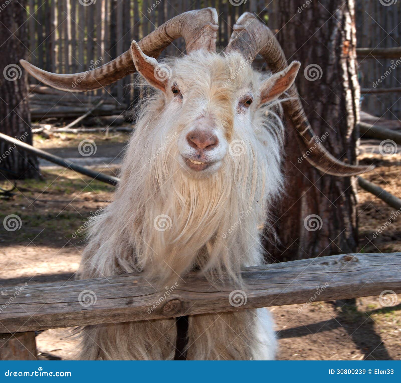 Smiling goat stock image. Image of outdoor, mammal, portrait - 30800239