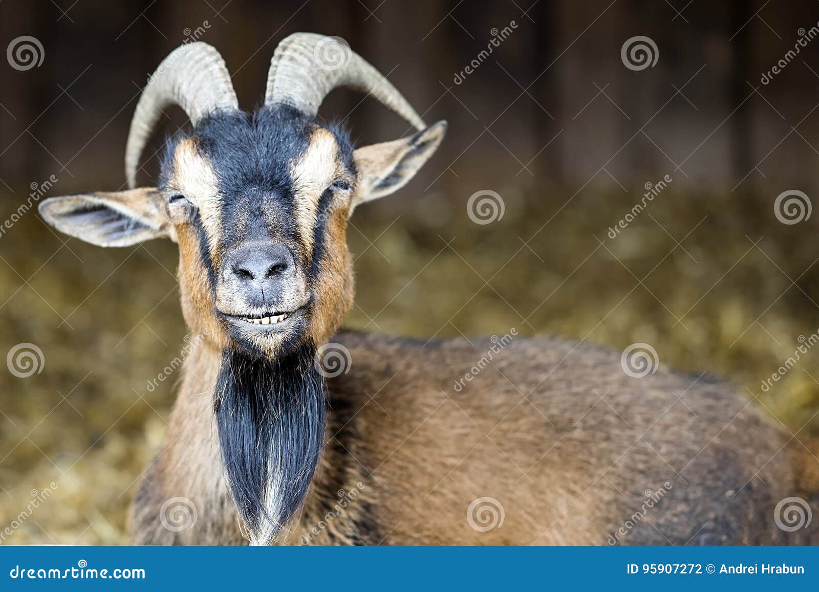 Smiling goat in the zoo stock photo. Image of cute, head - 95907272