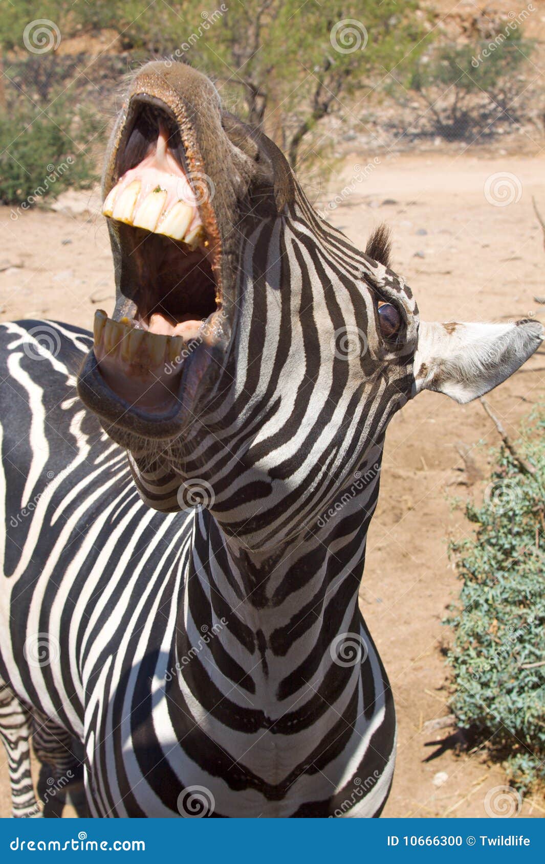 Smiling Grant s Zebra stock photo. Image of animal, safari - 10666300