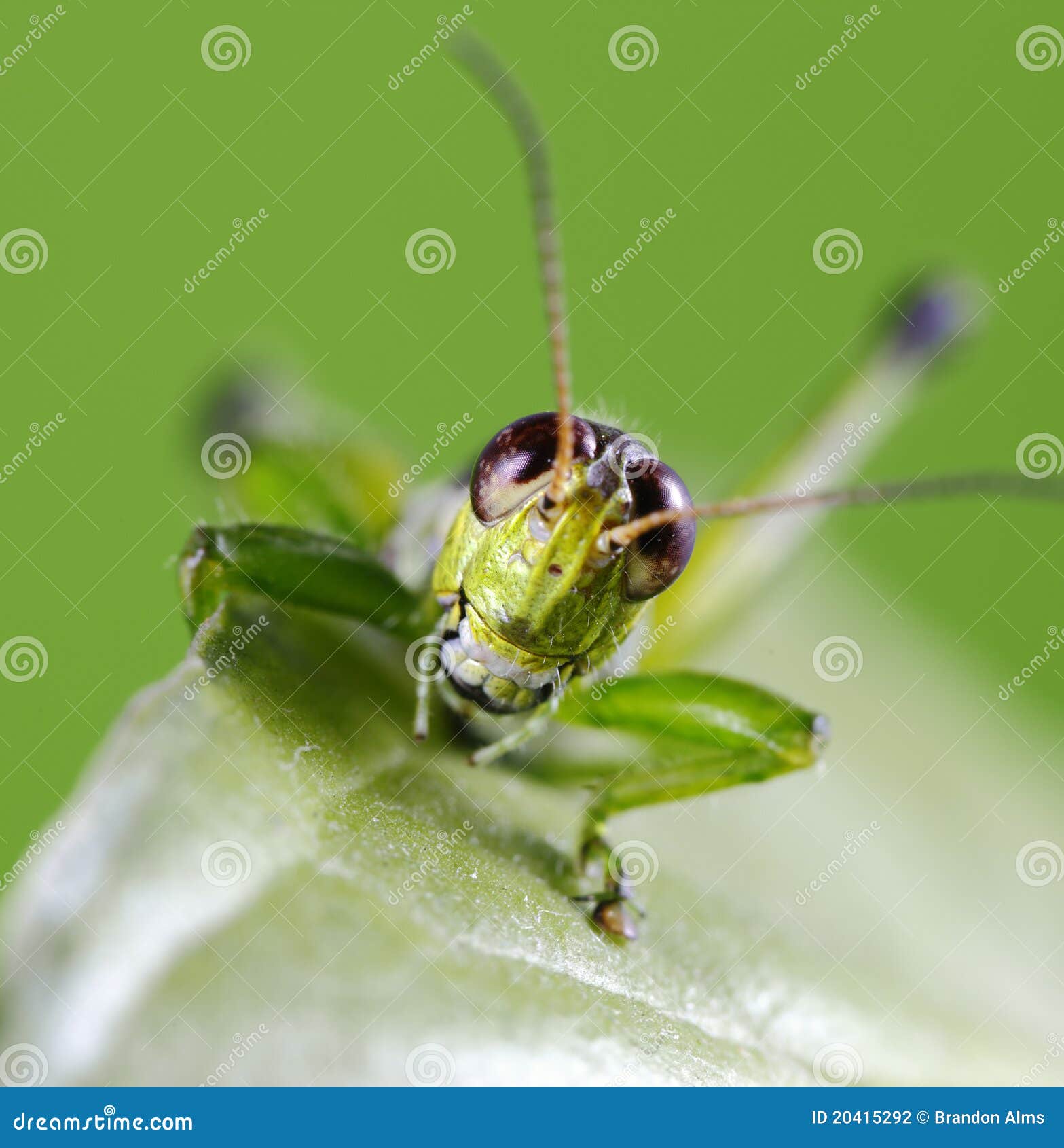 Smiling Grasshopper stock photo. Image of grasshopper - 20415292