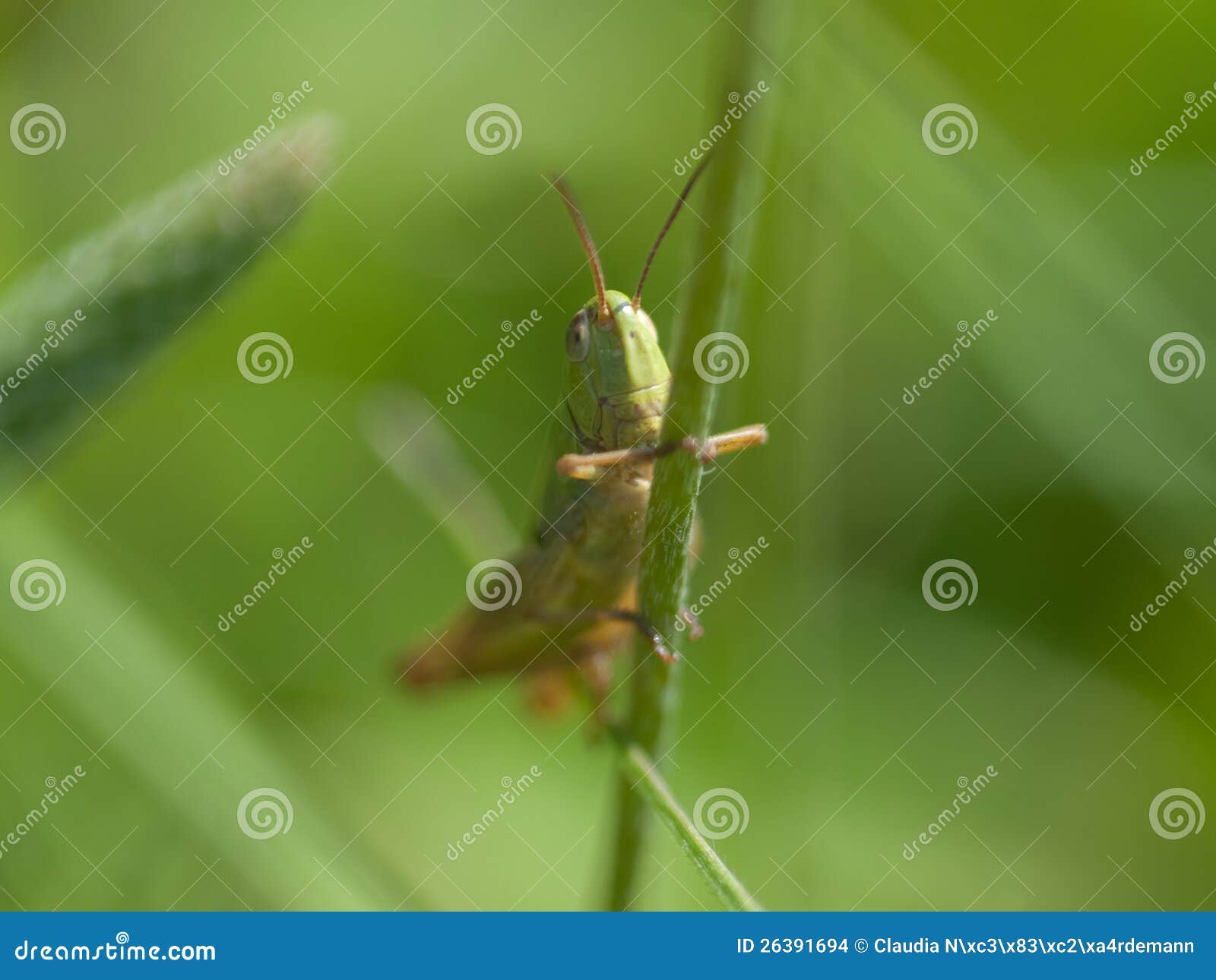 Smiling grasshopper stock photo. Image of macro, insect - 26391694