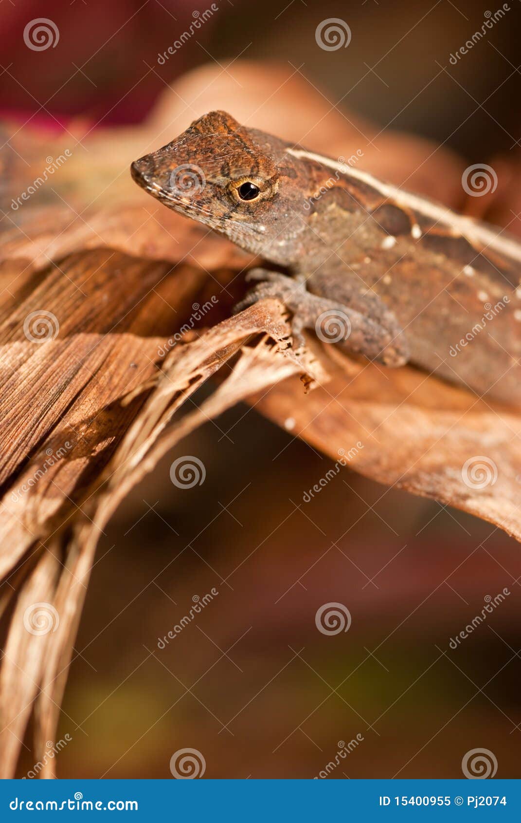 Smiling Gray Lizard stock image. Image of interesting - 15400955