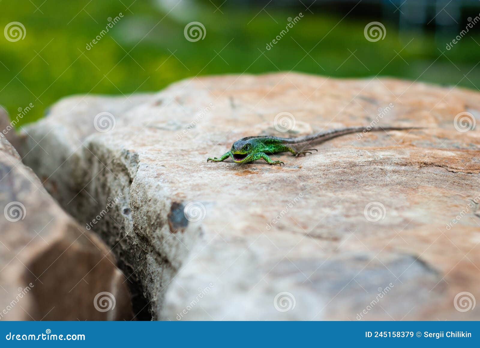 Smiling Green Lizard on the Stone. Toothless Lizard Smile Stock Image ...