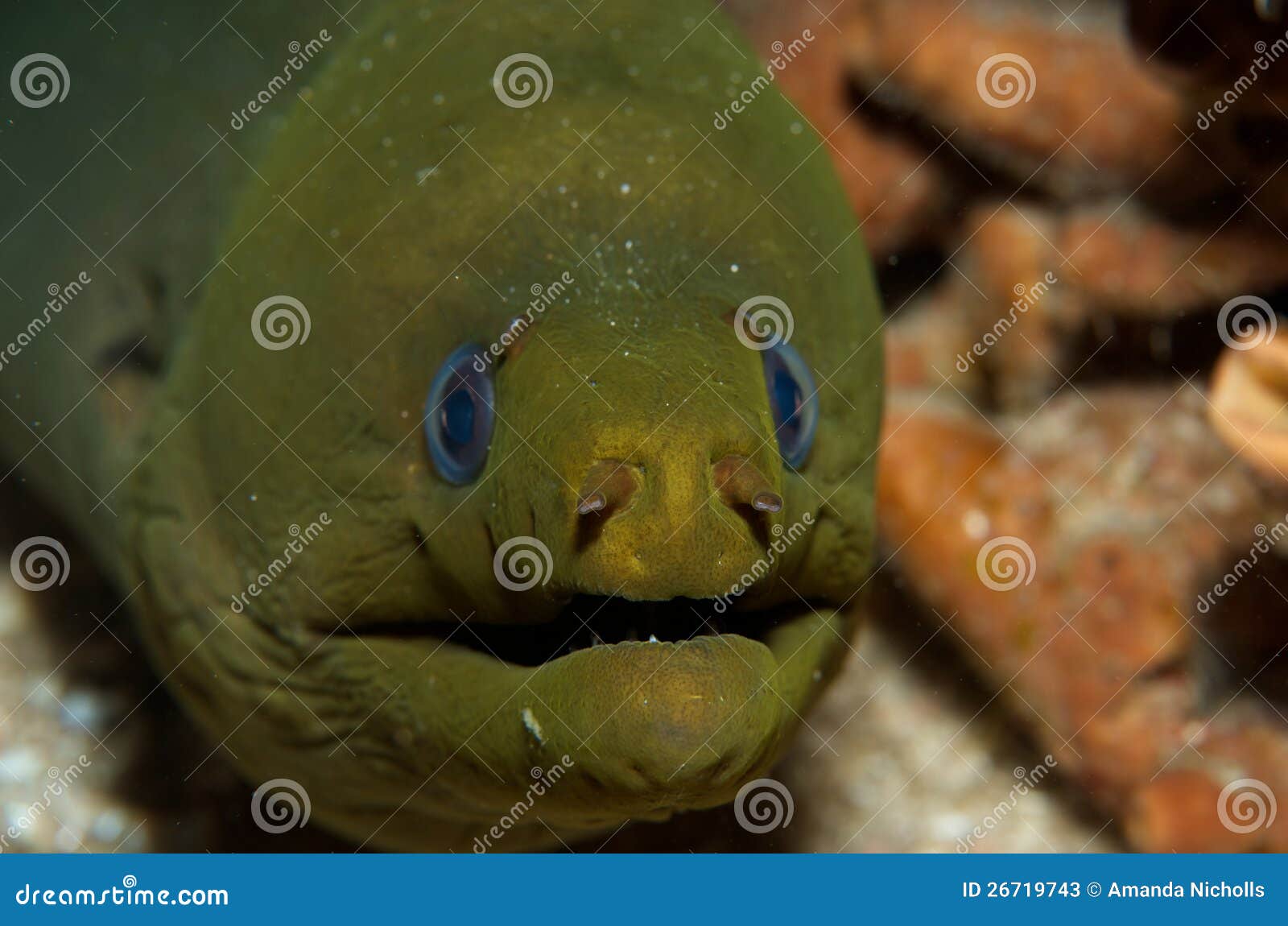 Smiling Green Moray Eel stock image. Image of island - 26719743