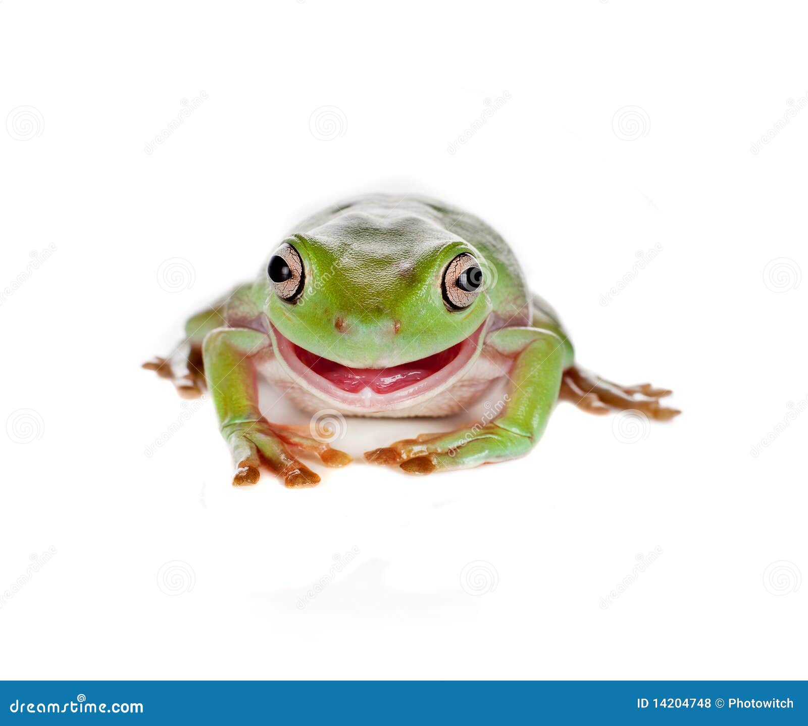 Smiling green tree frog stock photo. Image of frogs, face - 14204748