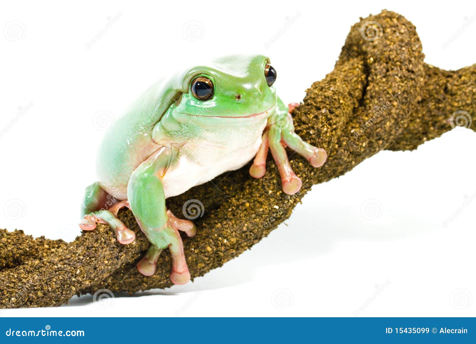 Smiling green tree frog stock image. Image of cold, isolated - 15435099