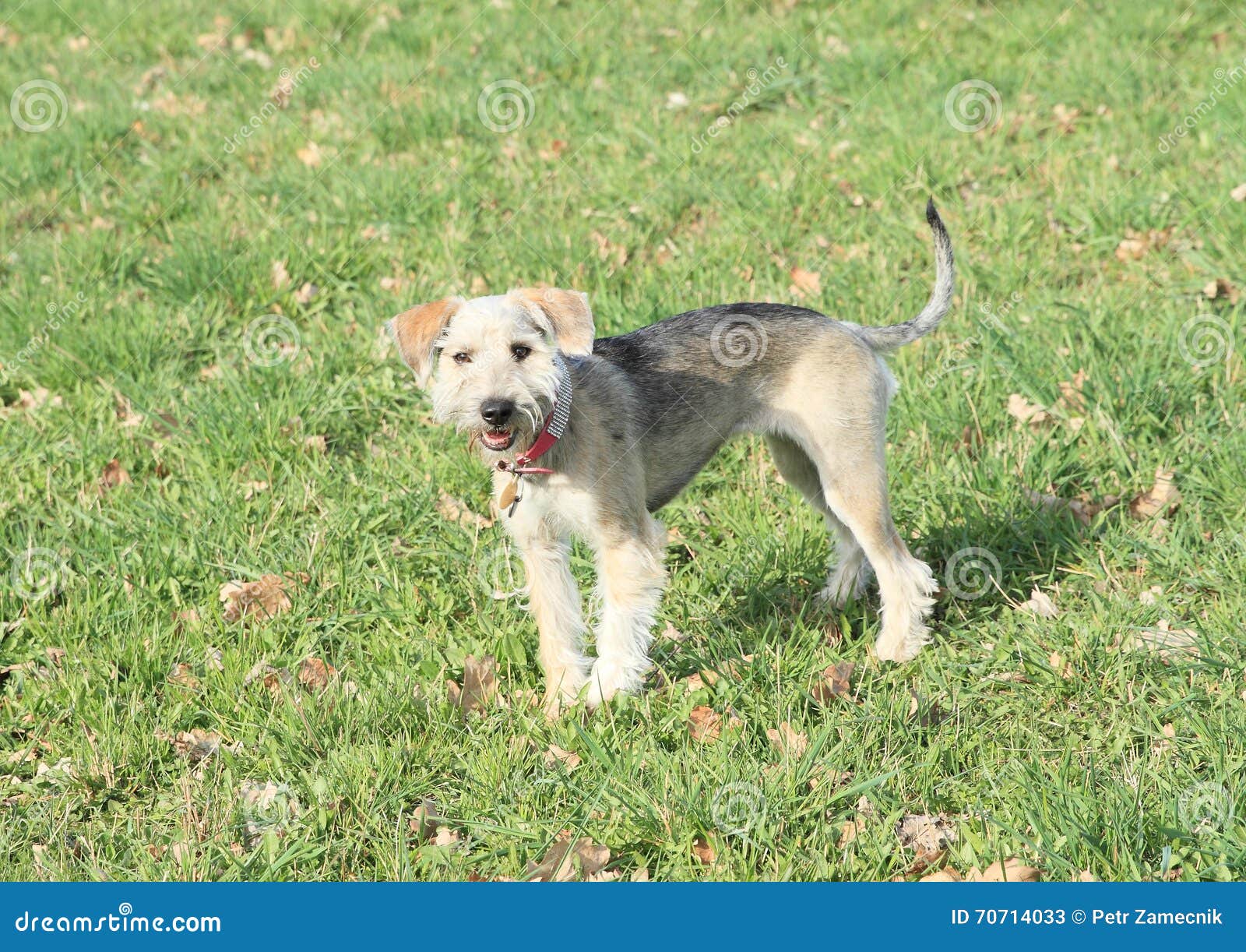 Smiling grey dog stock image. Image of smiling, terrier - 70714033