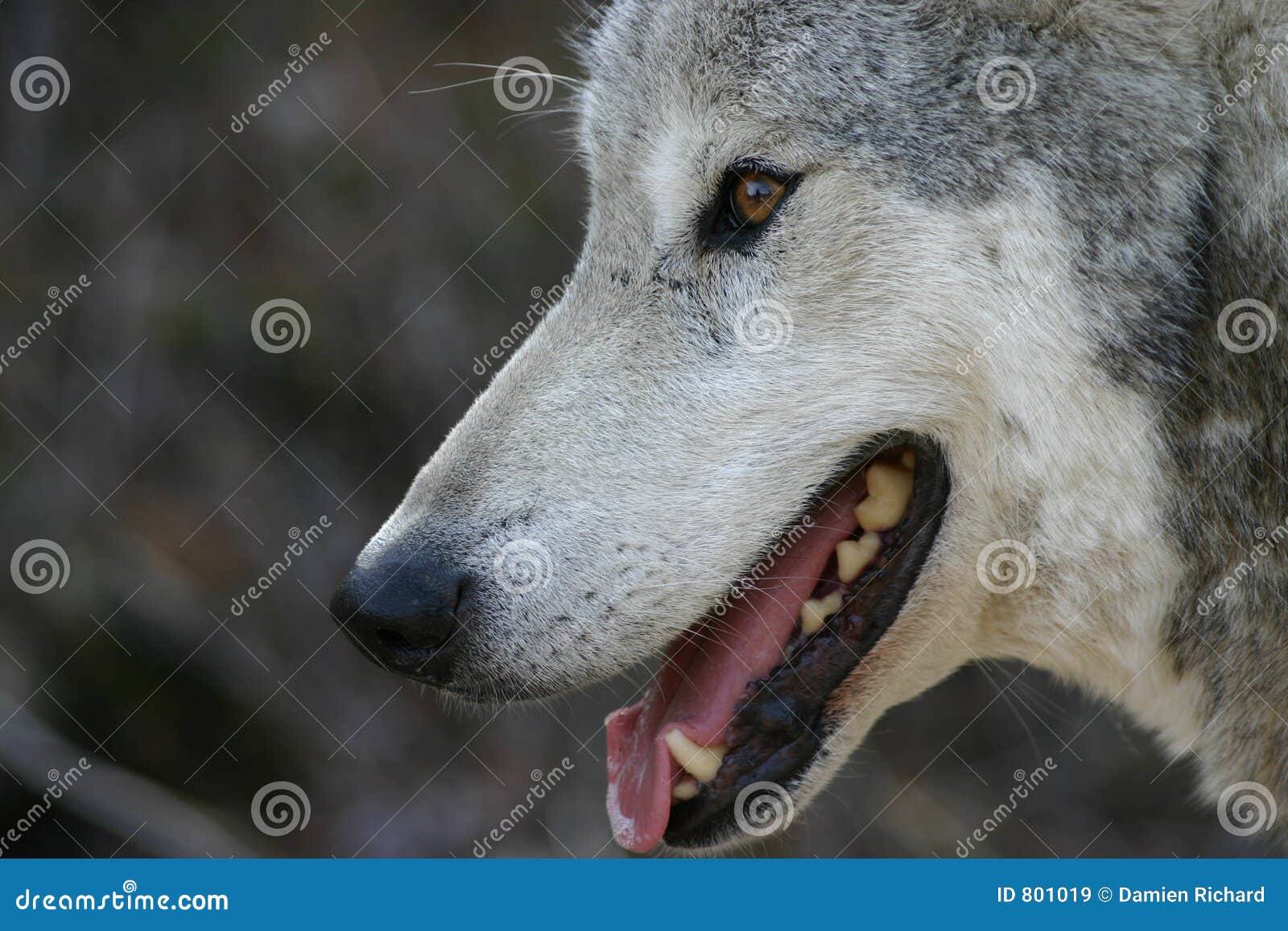 Smiling Grey Wolf stock image. Image of wild, rocky, mammals - 801019