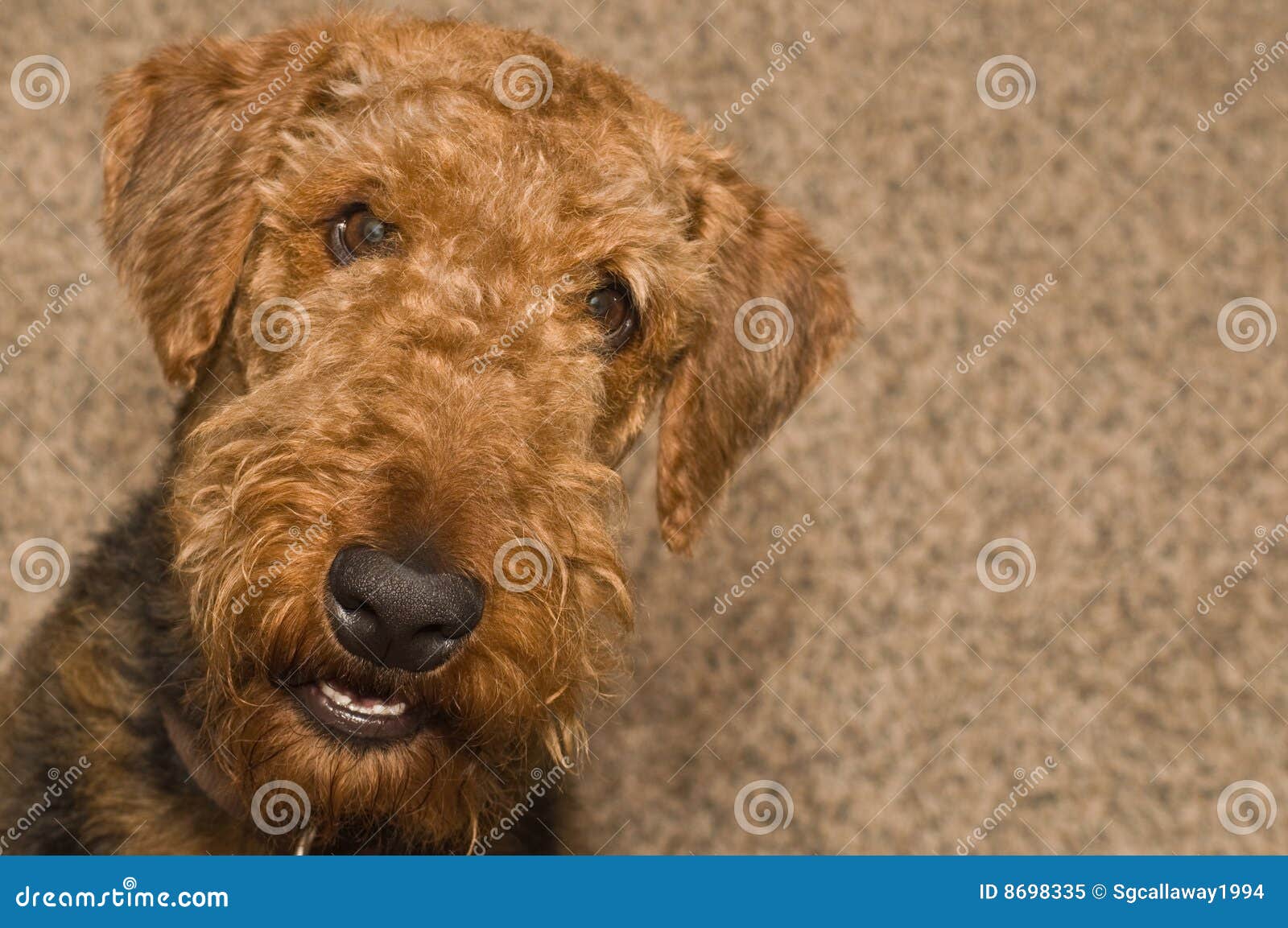 Smiling Happy Airedale Terrier Dog Stock Image - Image of airedale ...