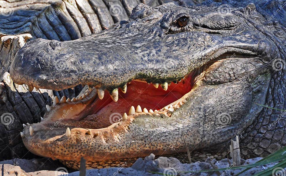 A Smiling, Happy Alligator stock image. Image of egret - 21843313