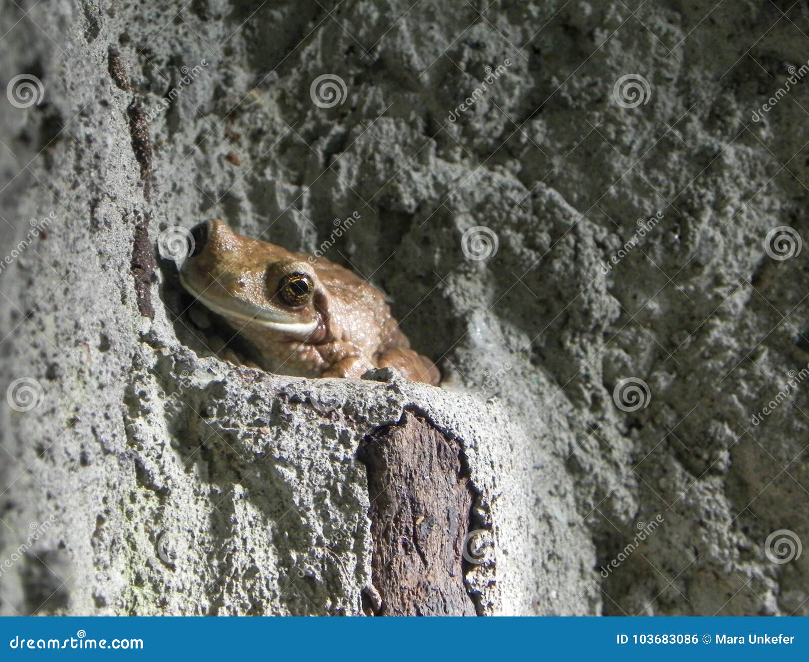 Smiling Happy Brown Frog Resting Stock Photo - Image of happily ...