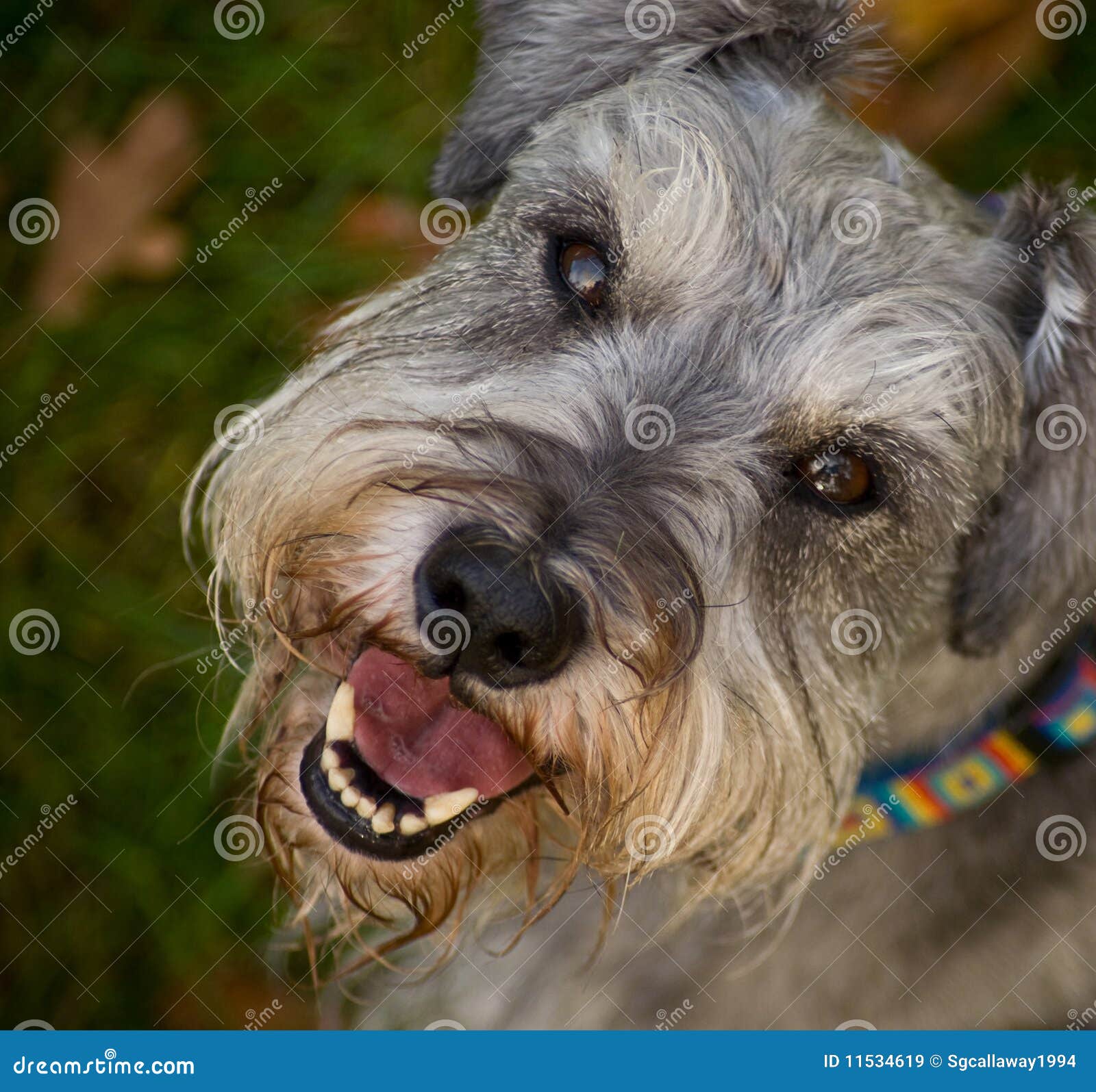 Smiling happy dog close up stock image. Image of perspective - 11534619
