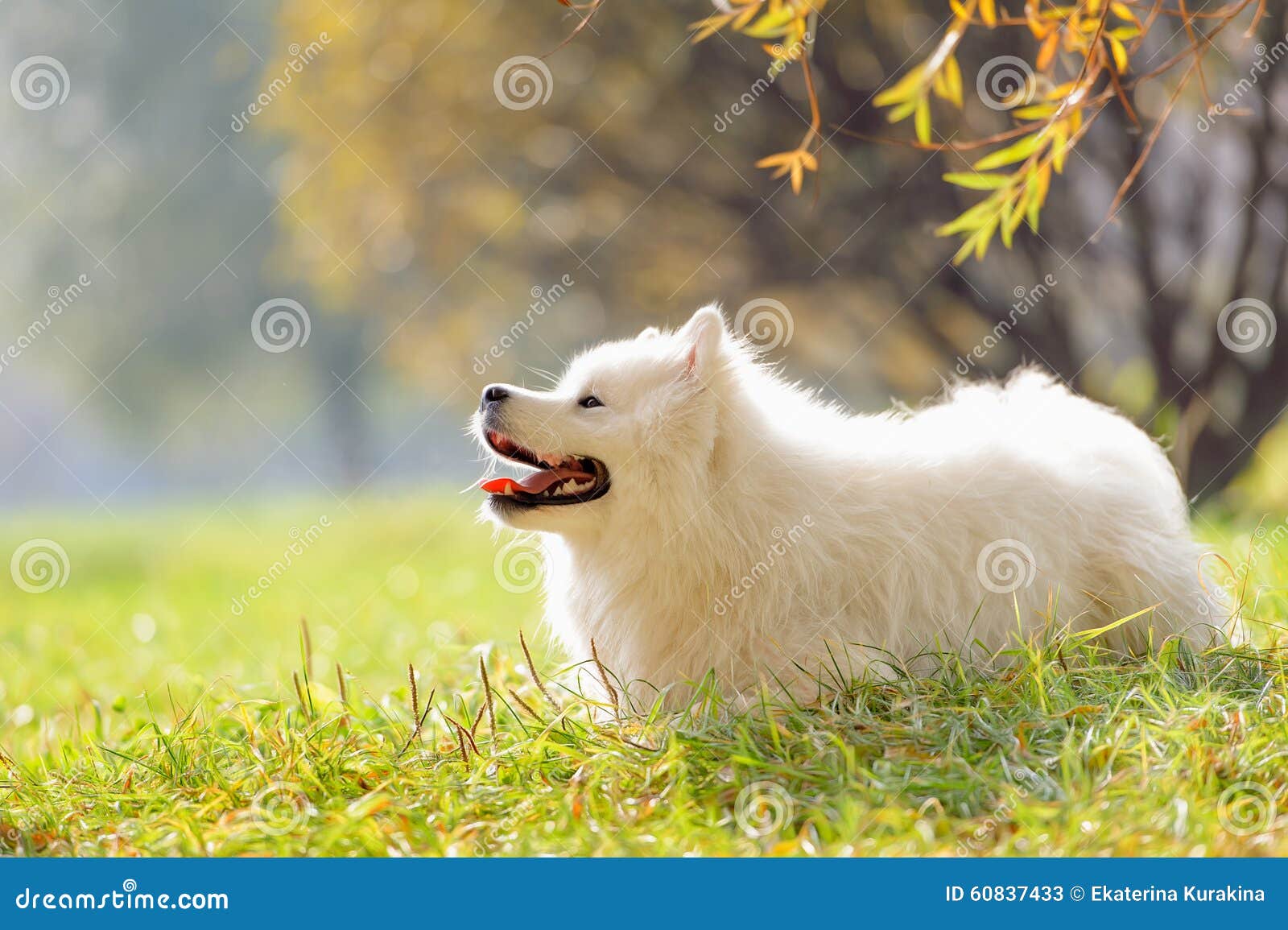 Smiling happy Samoyed dog stock image. Image of horizontal - 60837433