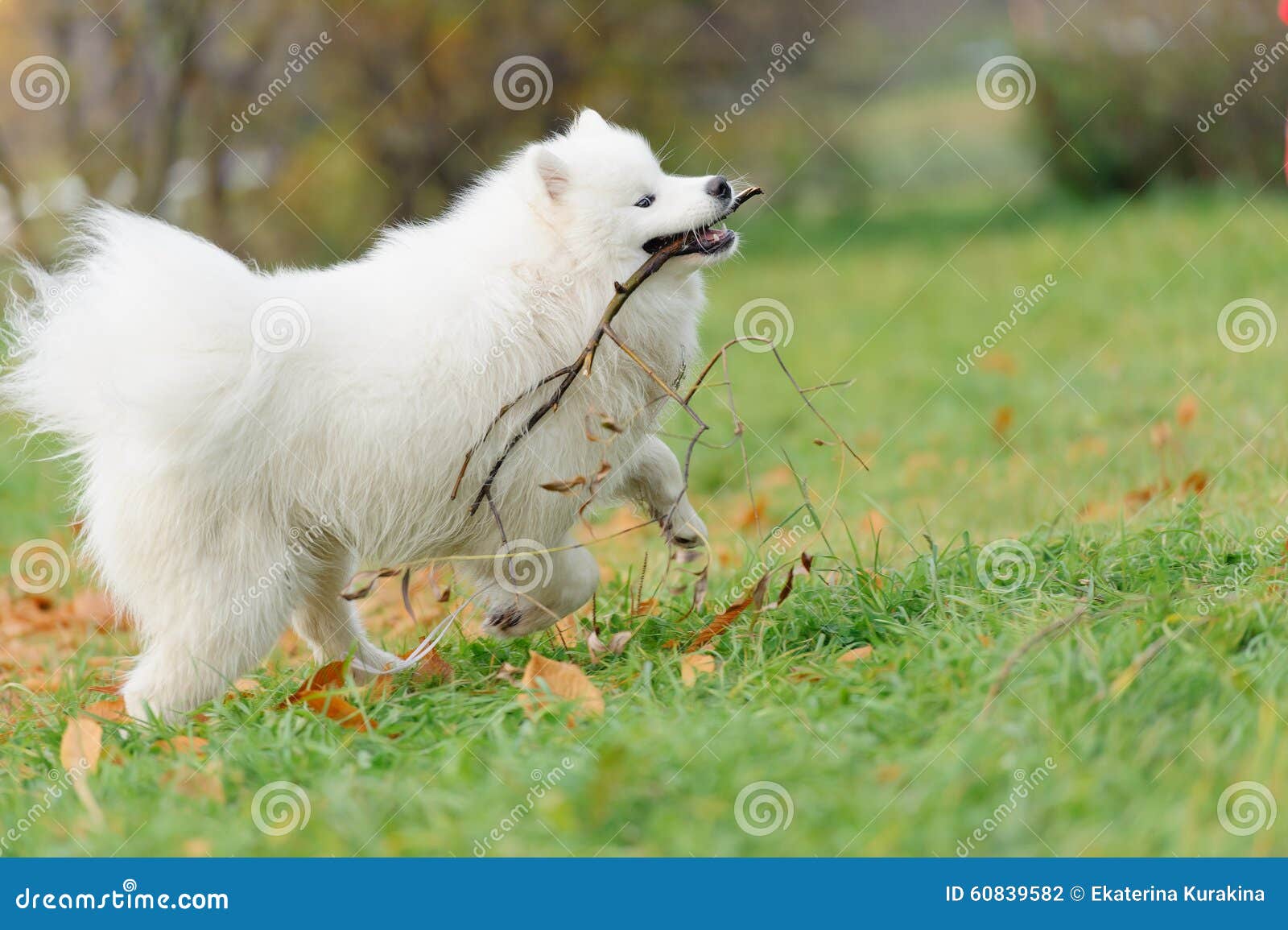Smiling happy Samoyed dog stock photo. Image of mammals - 60839582