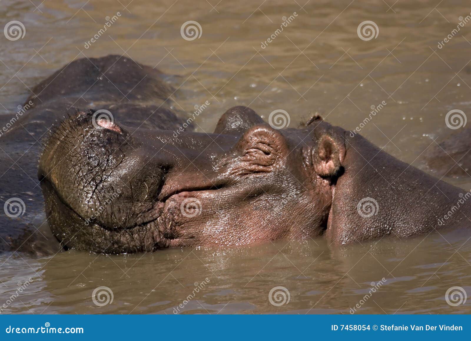 Smiling Hippo Stock Images - Image: 7458054
