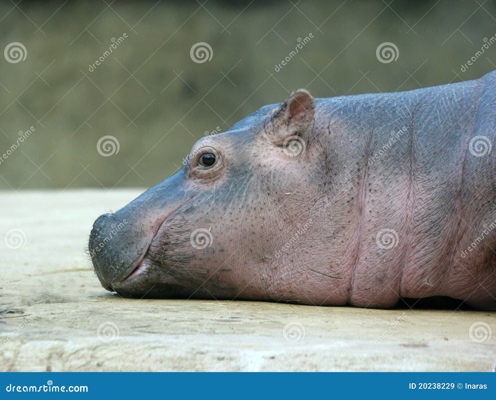 176 Smiling Hippo Stock Photos - Free & Royalty-Free Stock Photos from ...