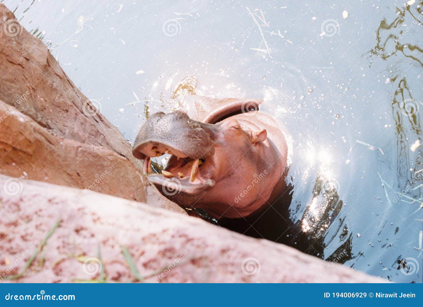 Smiling hippo stock image. Image of smile, hippo, filmcamera - 194006929