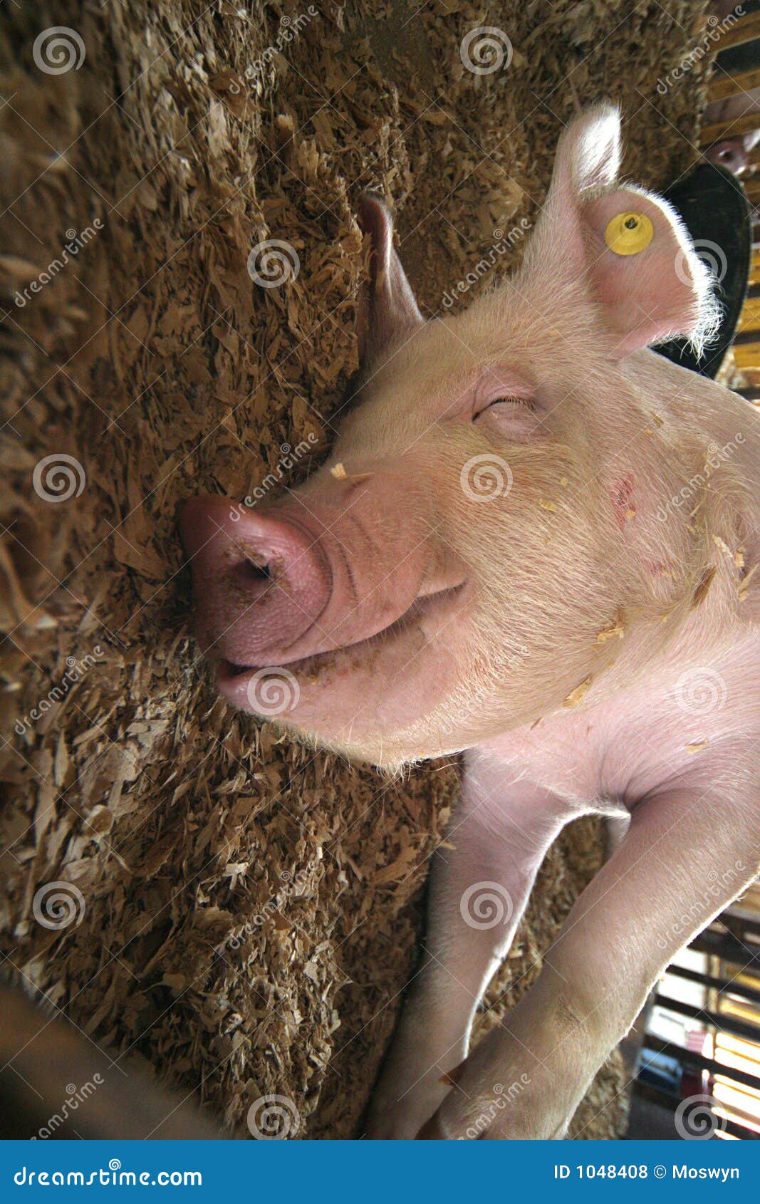 Smiling Hog stock photo. Image of tagged, pork, show, agriculture - 1048408