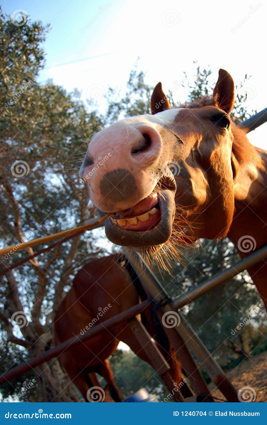 The smiling horse. stock photo. Image of horse, care, hair - 1240704