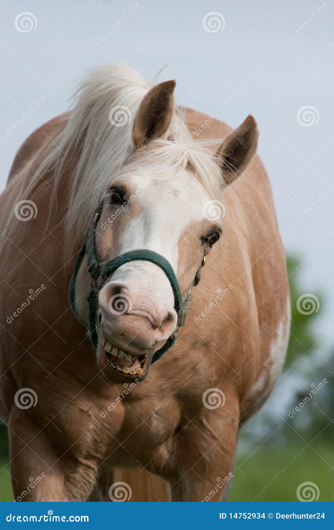 Smiling Horse stock photo. Image of stallion, teeth, mane - 14752934