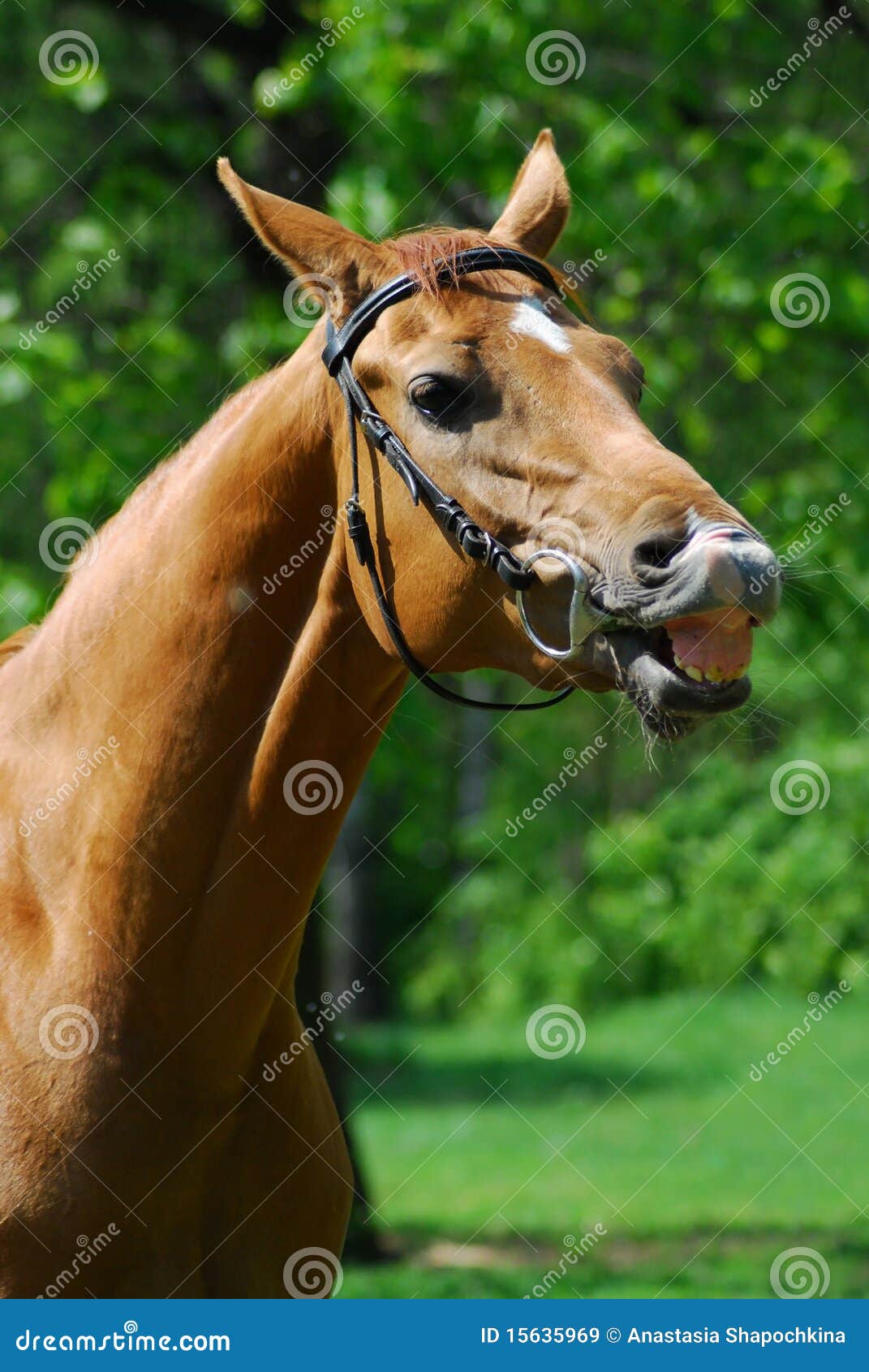 Smiling horse stock image. Image of mare, leaves, hestnut - 15635969