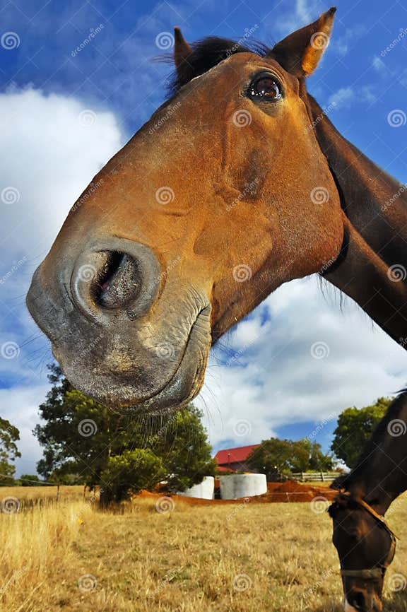 Smiling horse stock photo. Image of jolly, face, curious - 5520916