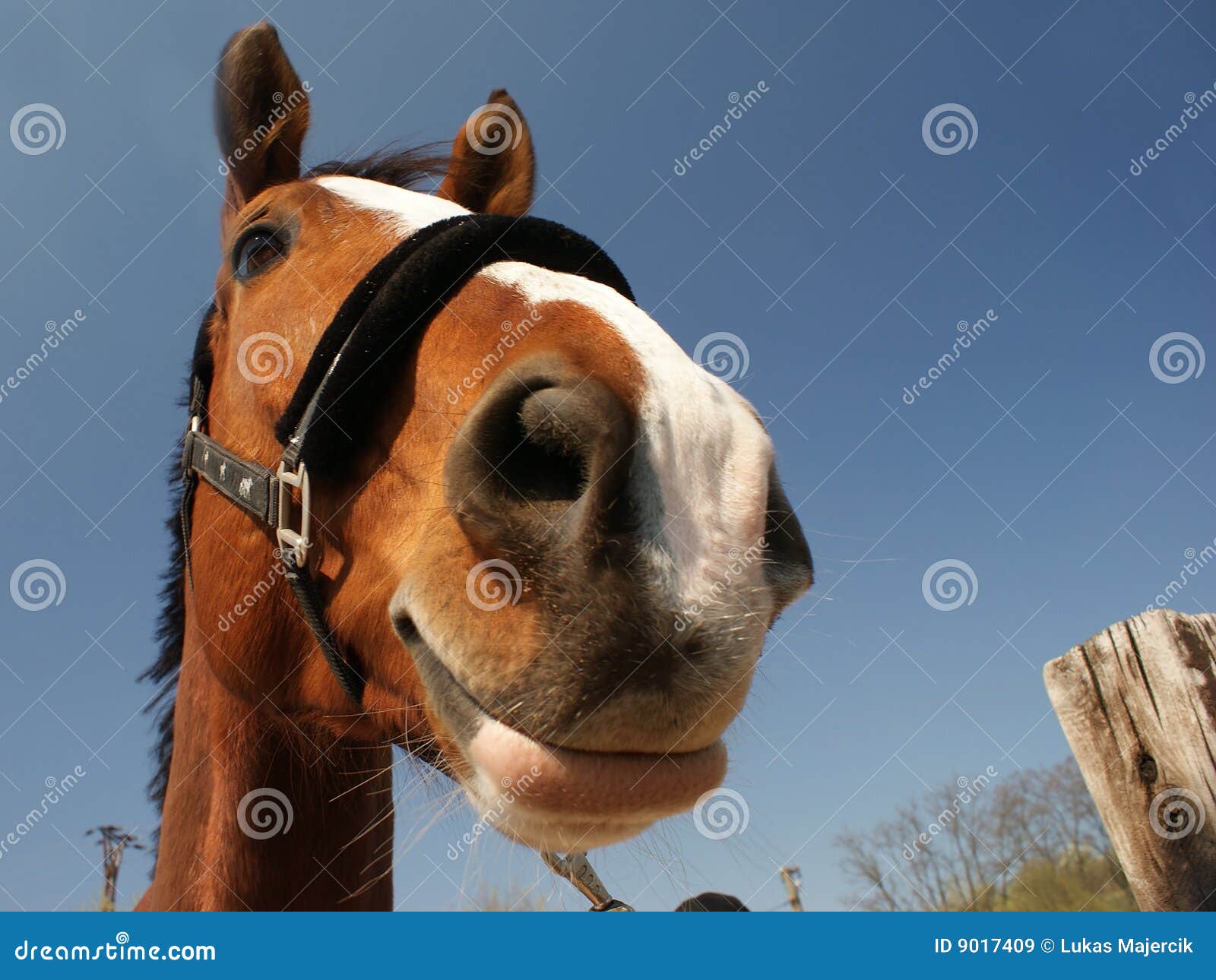 Smiling horse stock image. Image of pony, mouth, expression - 9017409