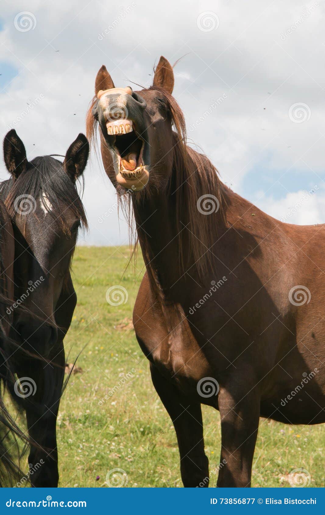Smiling horse stock image. Image of equestrian, livestock - 73856877