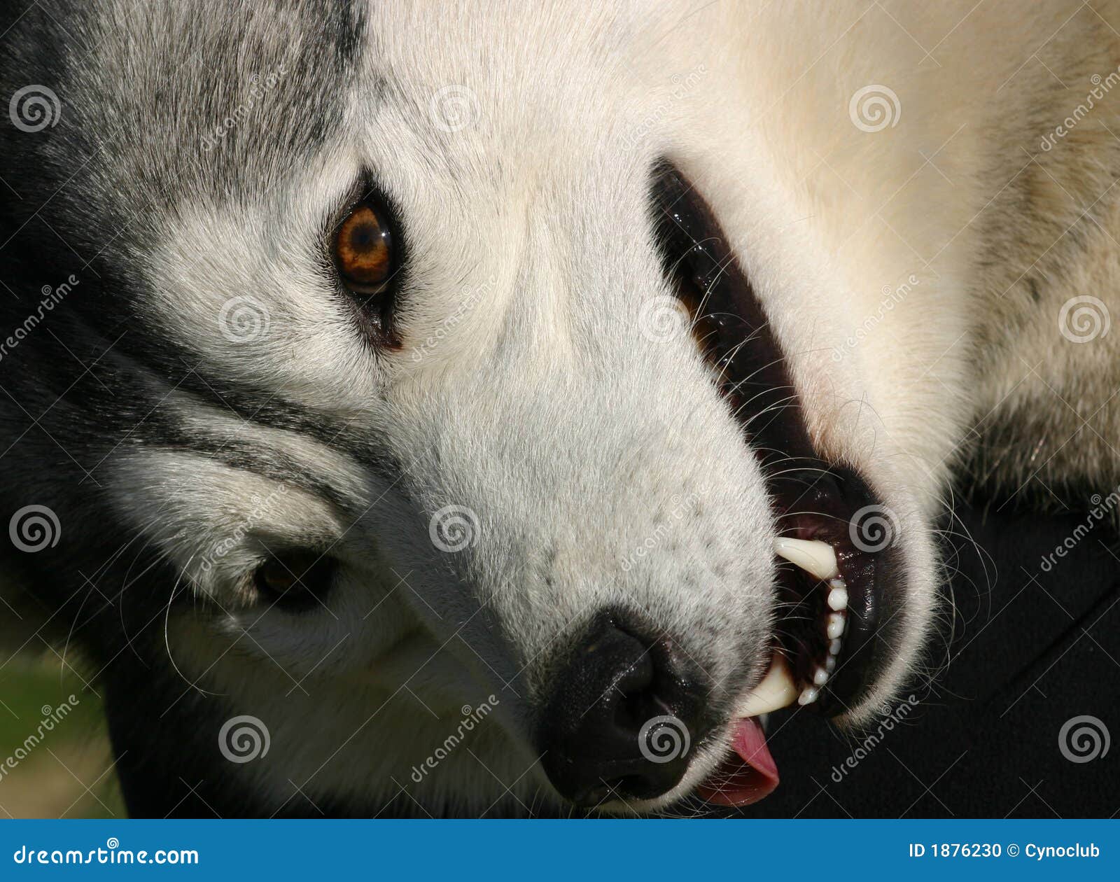 Smiling husky stock photo. Image of mammal, animal, muzzle - 1876230