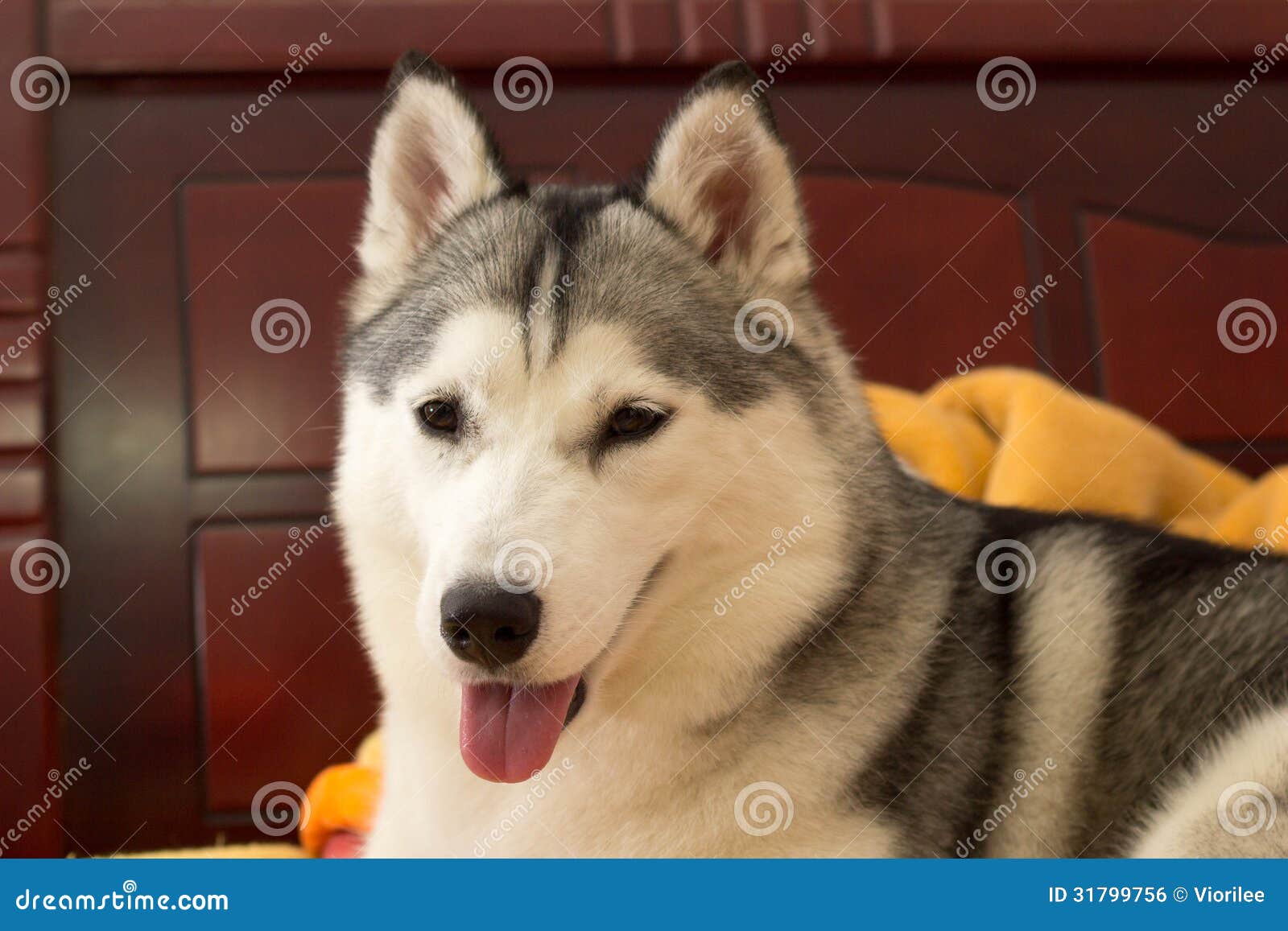 Smiling husky stock photo. Image of gazing, husky, siberia - 31799756