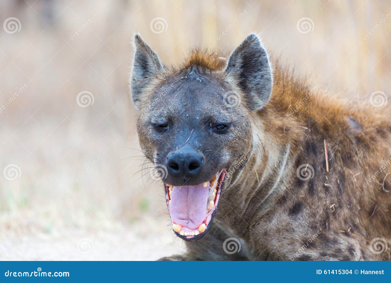 Smiling Hyena stock photo. Image of spotted, sunshine - 61415304