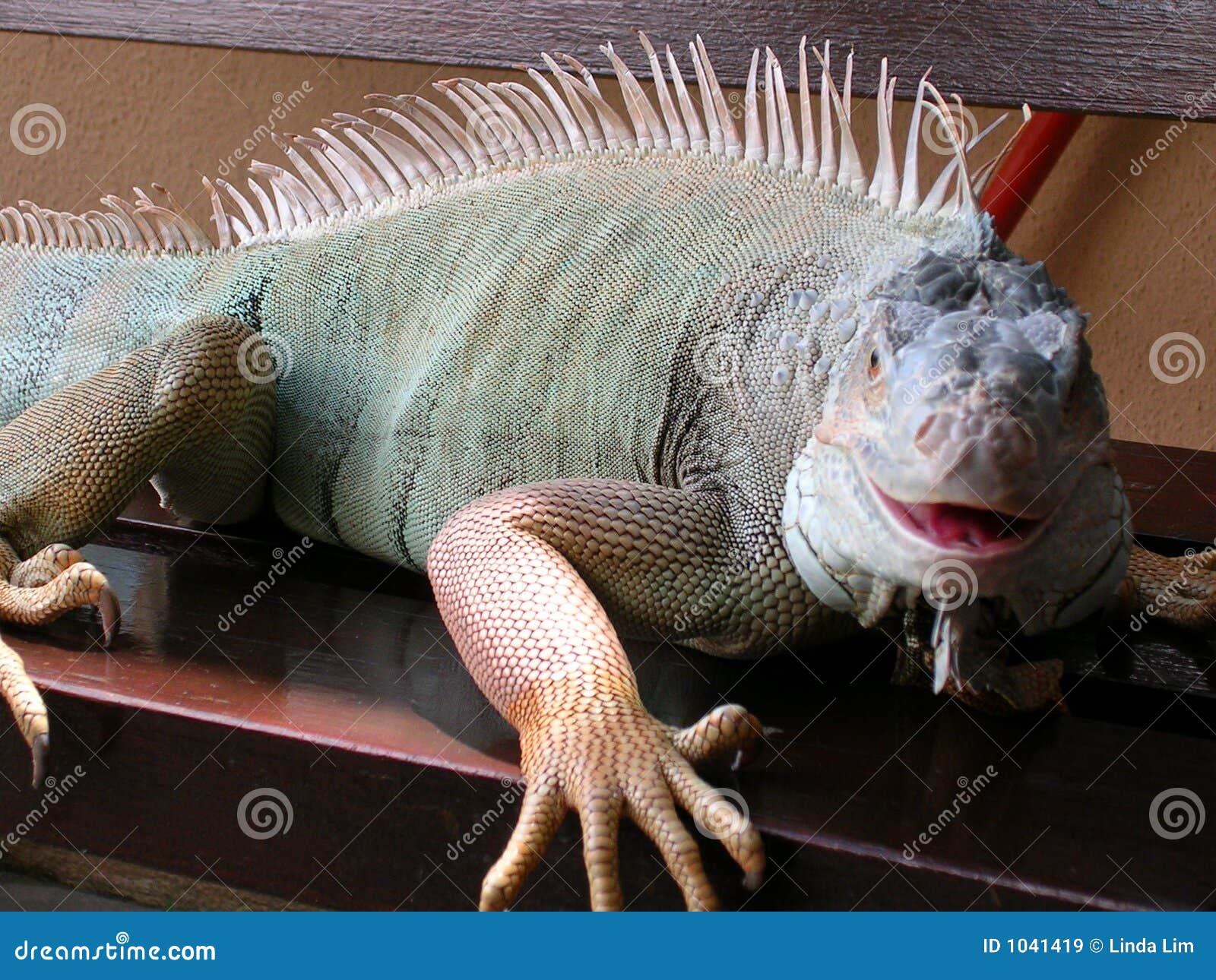 Smiling Iguana stock image. Image of claws, scales, dragon - 1041419